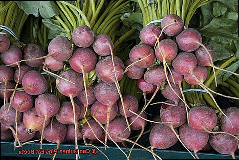 Can Guinea Pigs Eat Beets? - Rock Your Pets Can Guinea Pigs Eat Beets? - Rock Your Pets